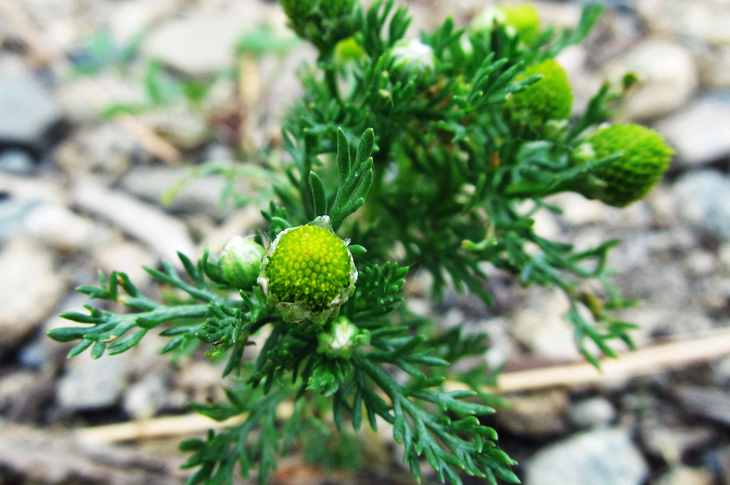 Discover: Pineapple Weed – Pentire UK